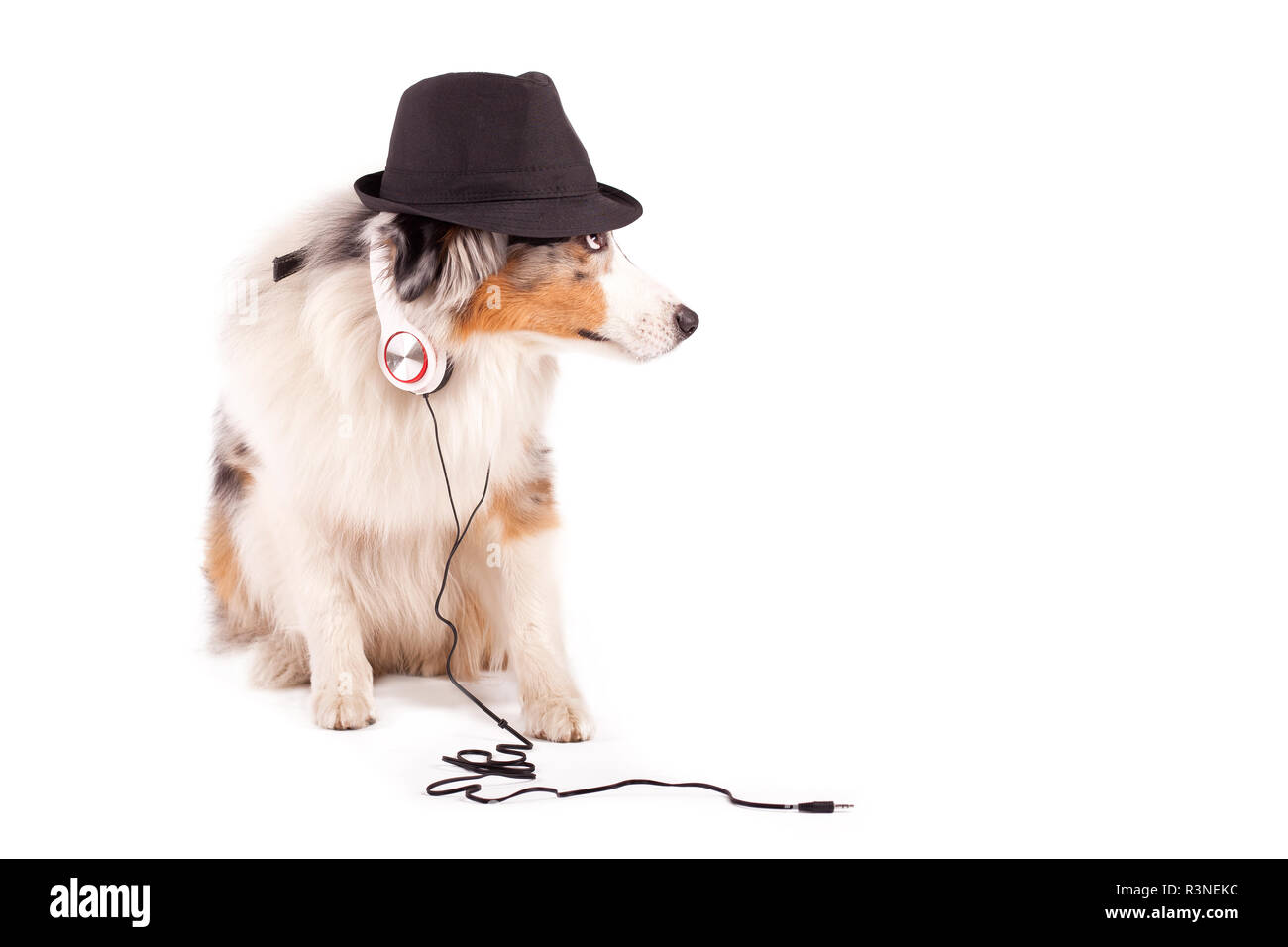 Musical dog hi-res stock photography and images - Alamy