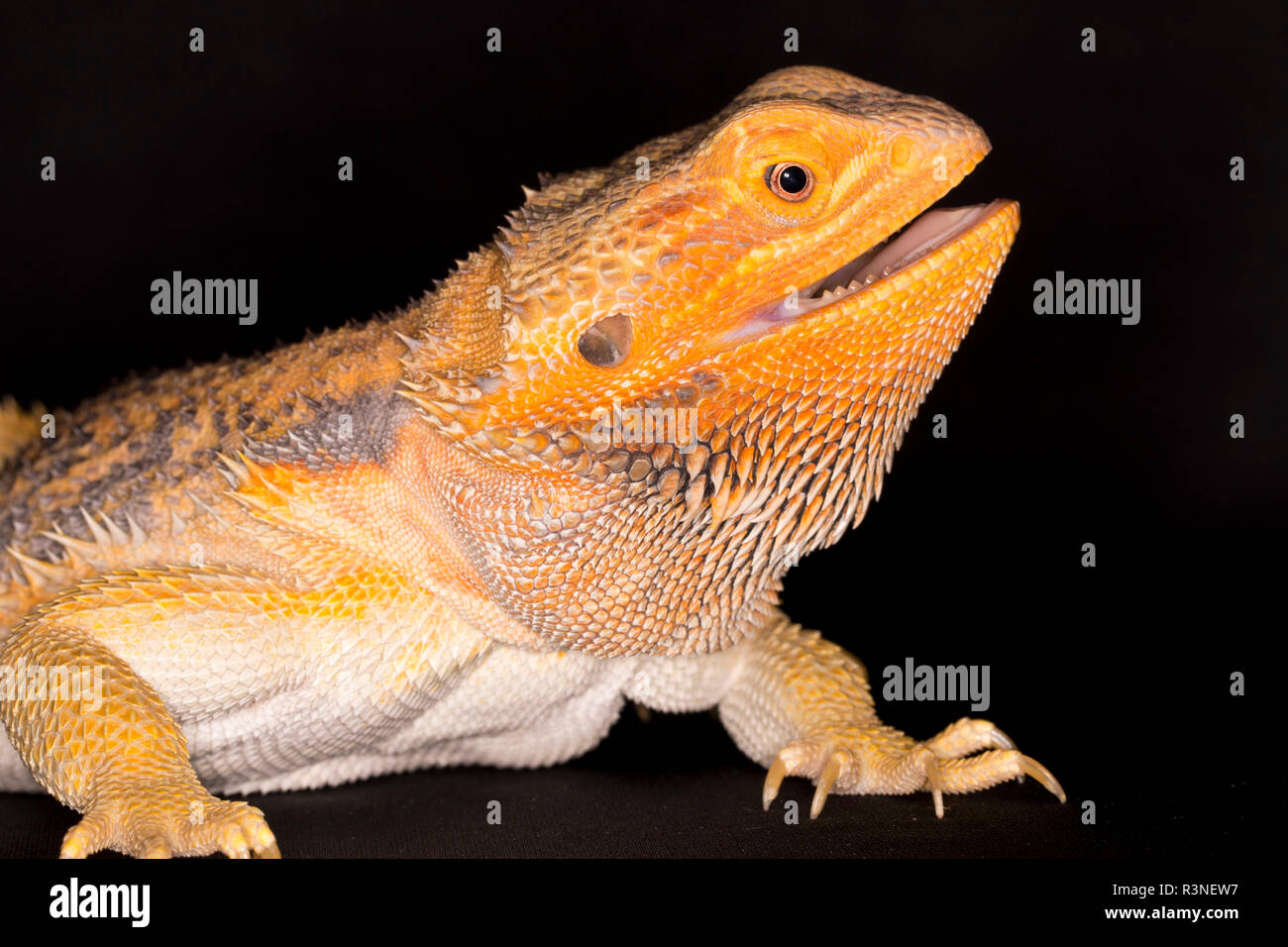 Bearded Dragon And Dog