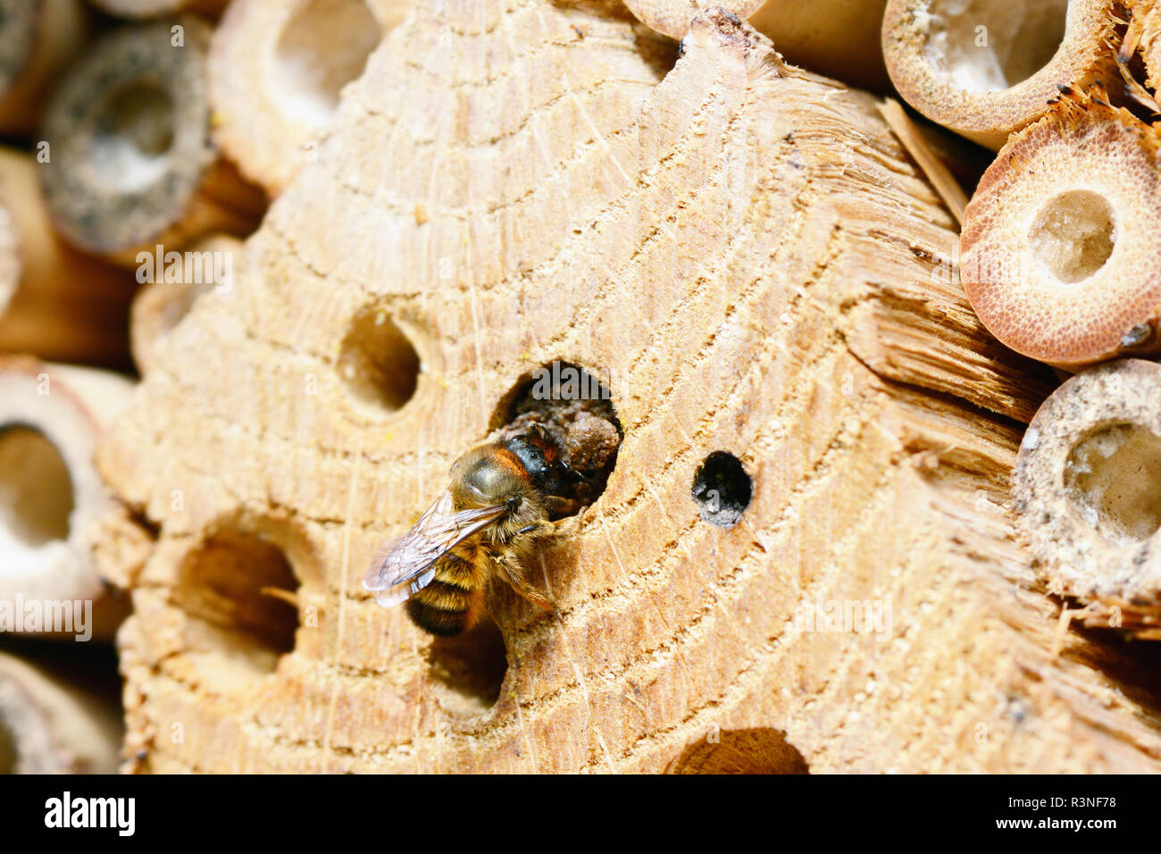 Insect nest boxes hi-res stock photography and images - Alamy