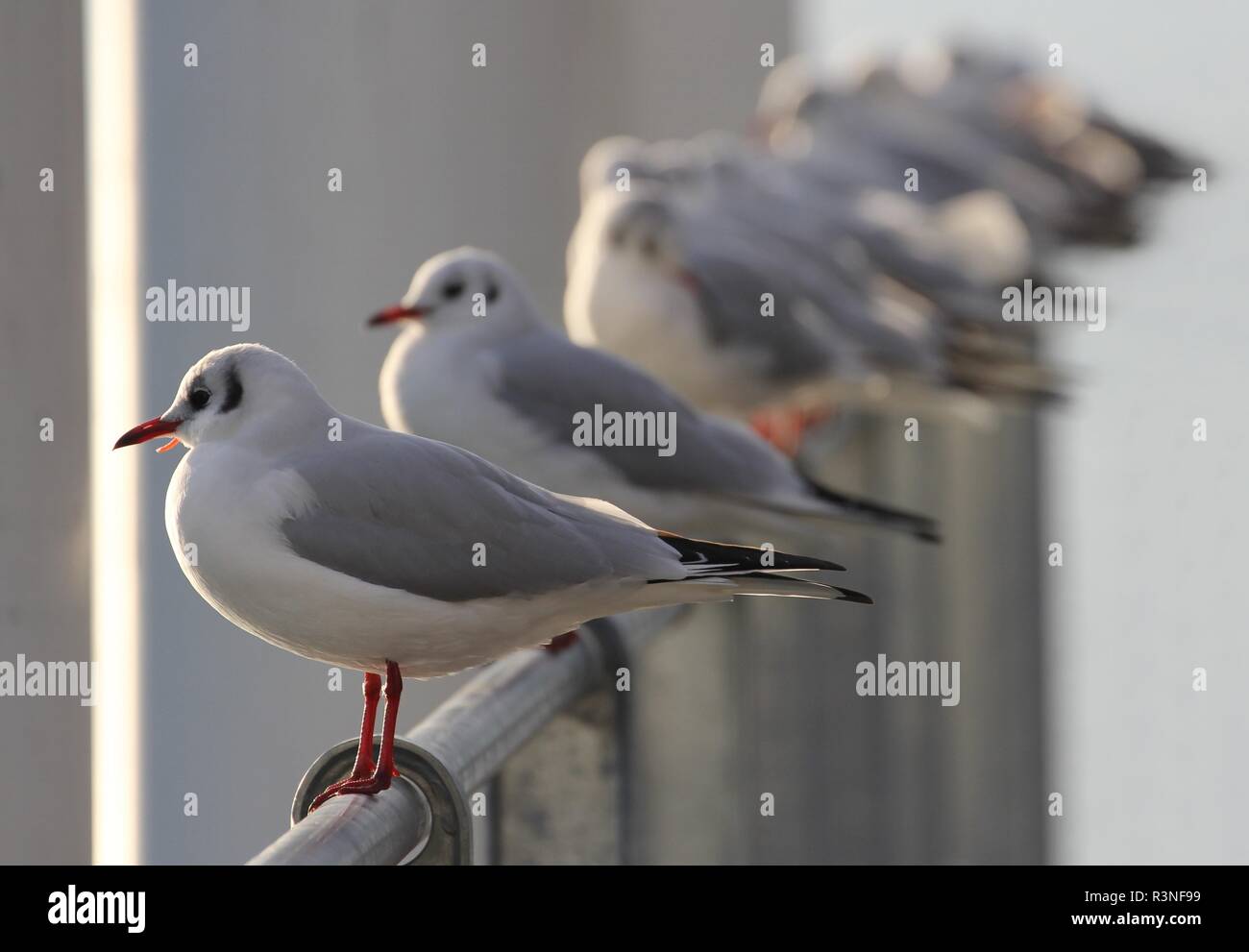lined up in order Stock Photo - Alamy