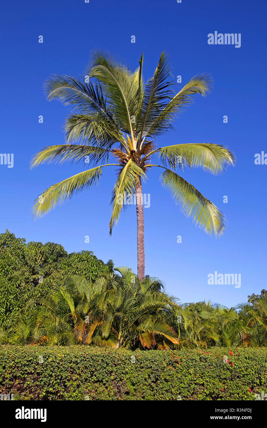 Exotic tropical palm tree hi-res stock photography and images - Alamy