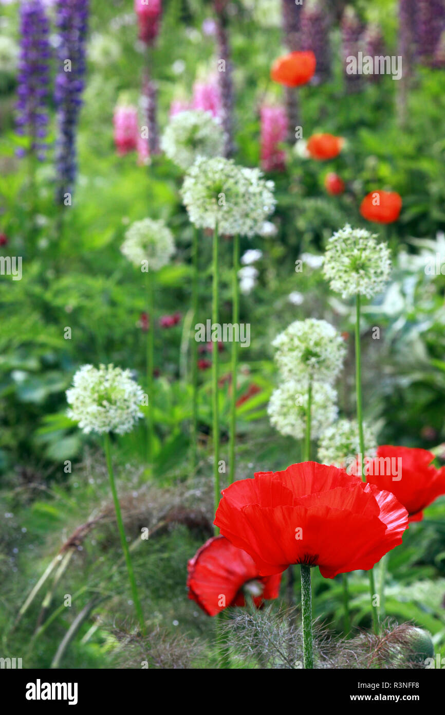 red turkish poppy papaver orientale in the perennial garden Stock Photo ...