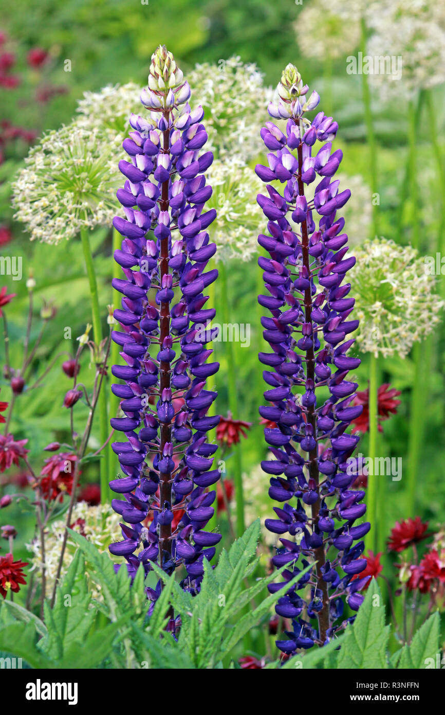 two blue lupins in the perennial garden Stock Photo - Alamy