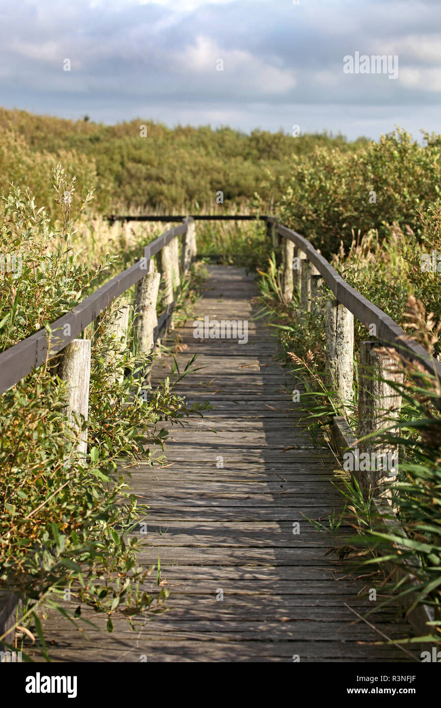 boardwalk through reed on the north sea Stock Photo - Alamy
