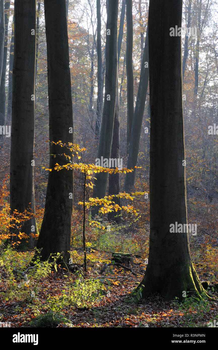 Mme forest hi-res stock photography and images - Alamy