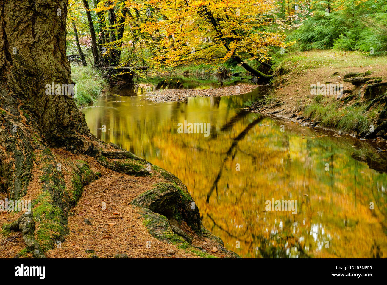 Blackwater River, New Forest National Park, Hampshire, England, UK ...