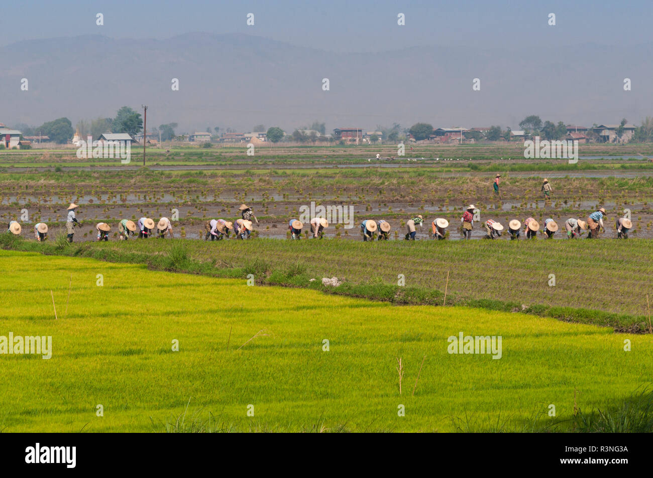 Eats paddy hi-res stock photography and images - Alamy