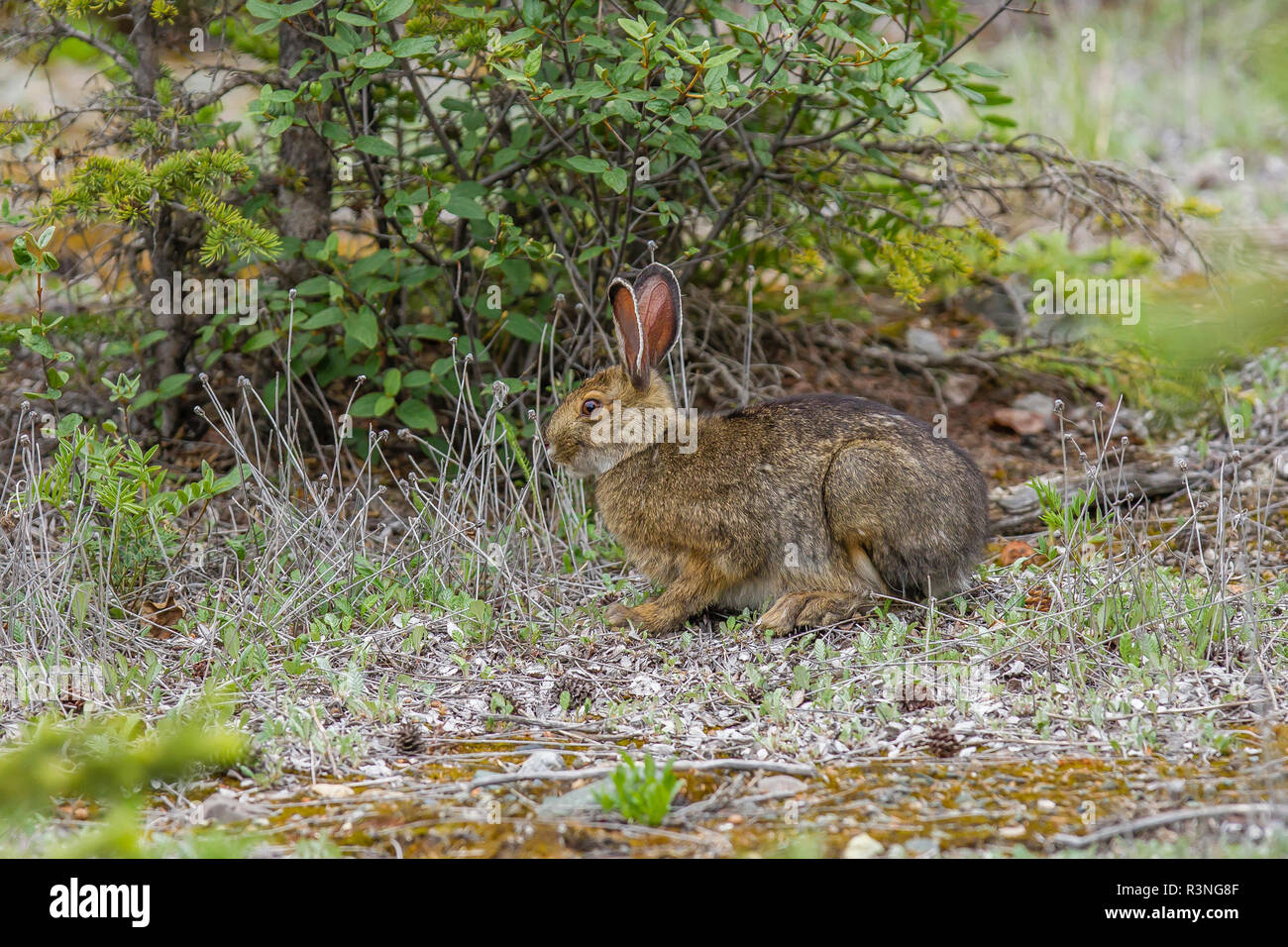 Canada, Yukon Territory, Destruction Bay. Arctic Hare (Lepus arcticus ...