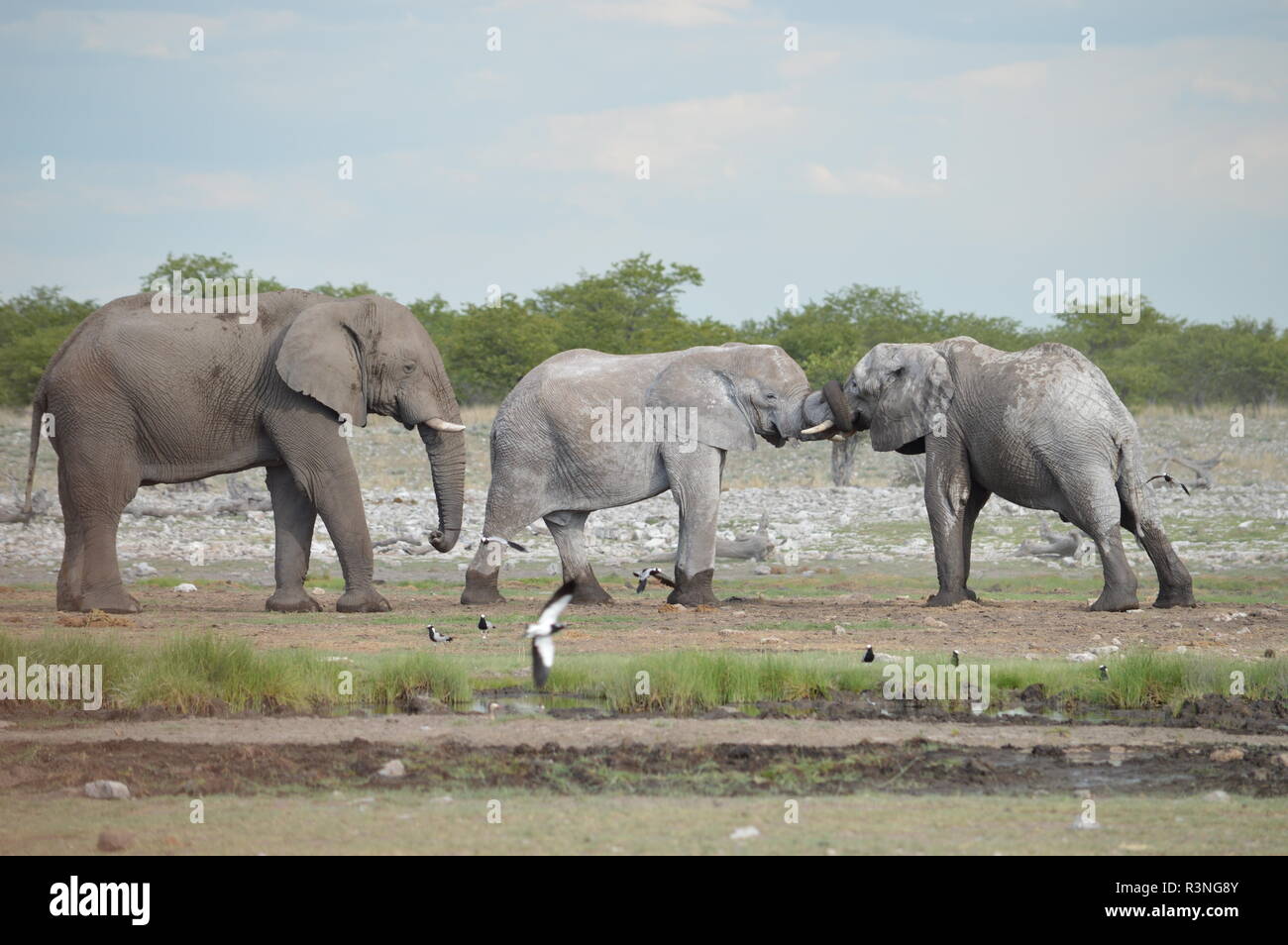 Elephant siblings fighting in african savannah Stock Photo - Alamy