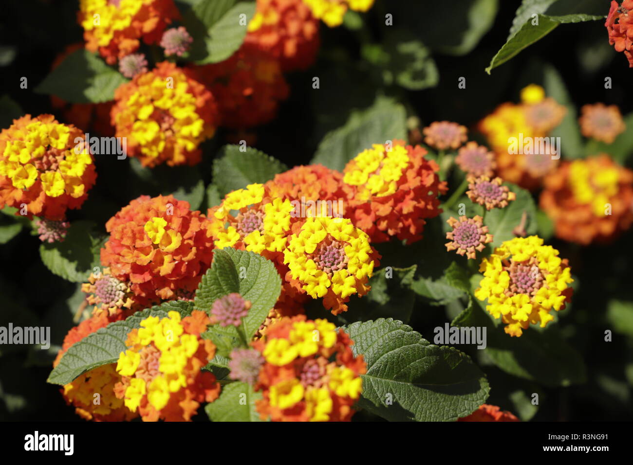 Lantana camara flowers Stock Photo - Alamy