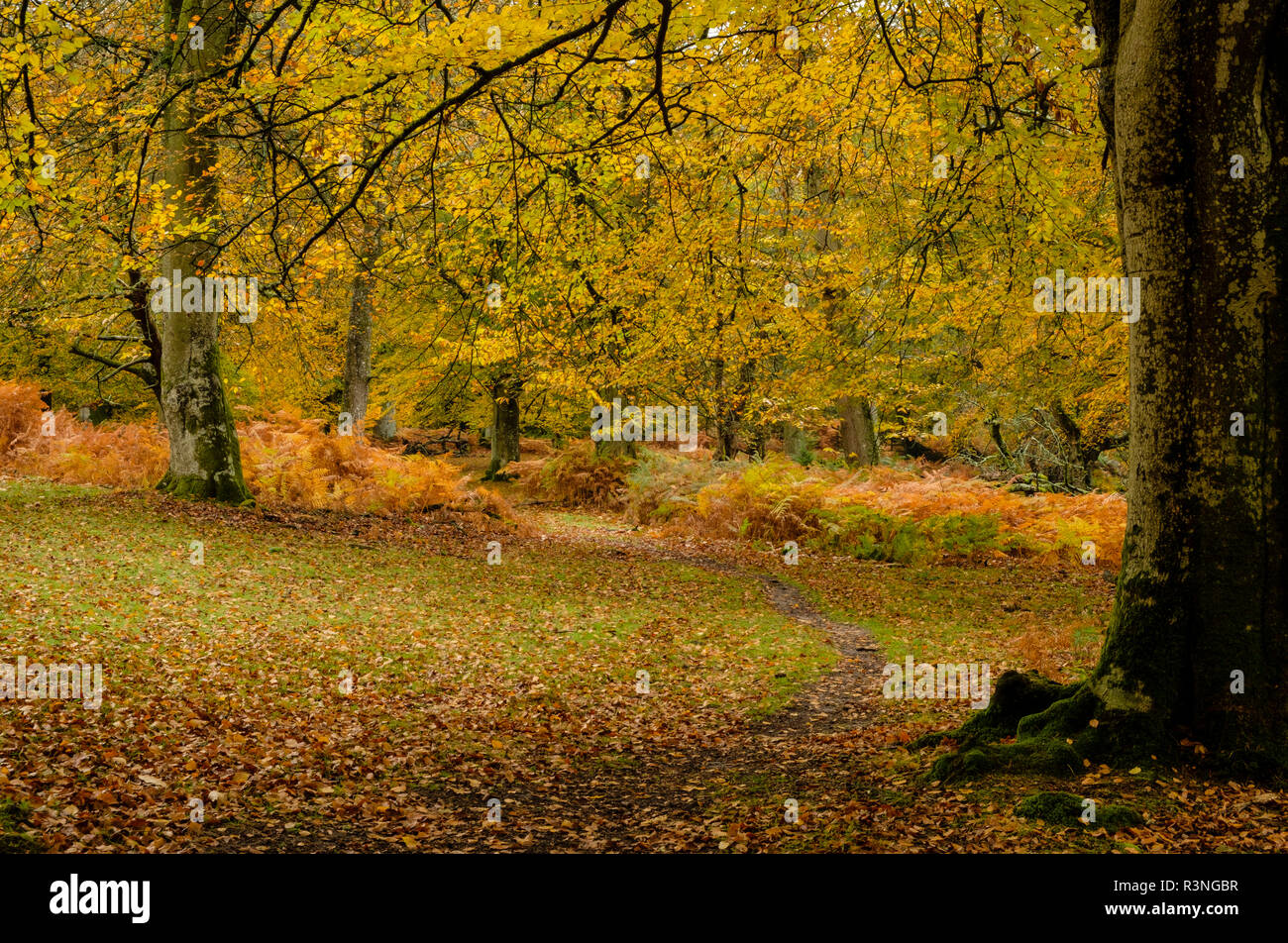 New england fall trees hi-res stock photography and images - Alamy