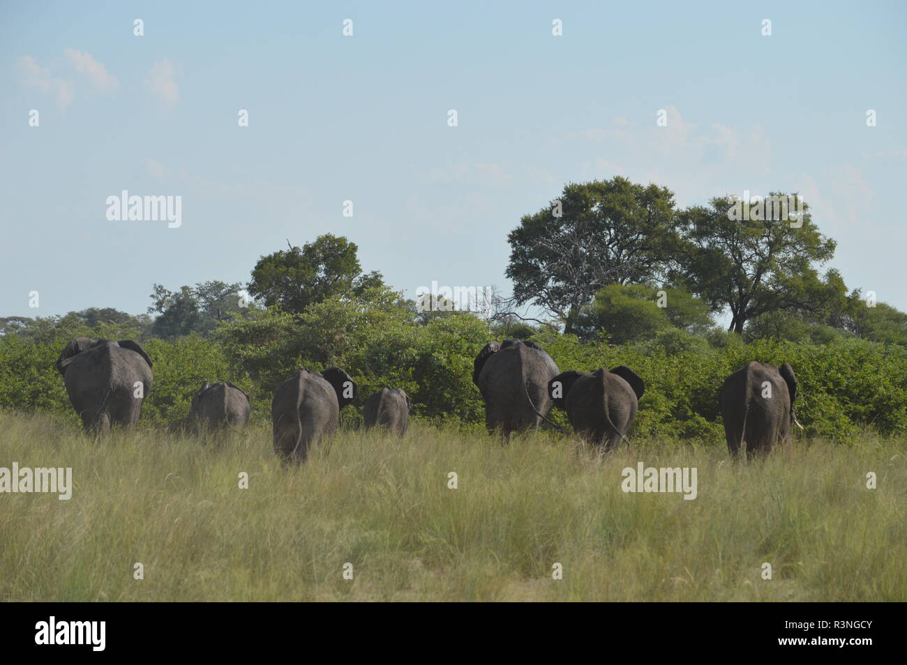 Elephants back hi-res stock photography and images - Alamy