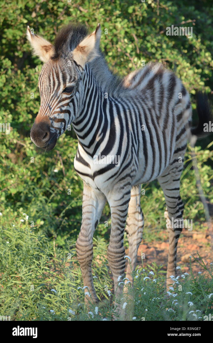 African baby zebra hi-res stock photography and images - Alamy