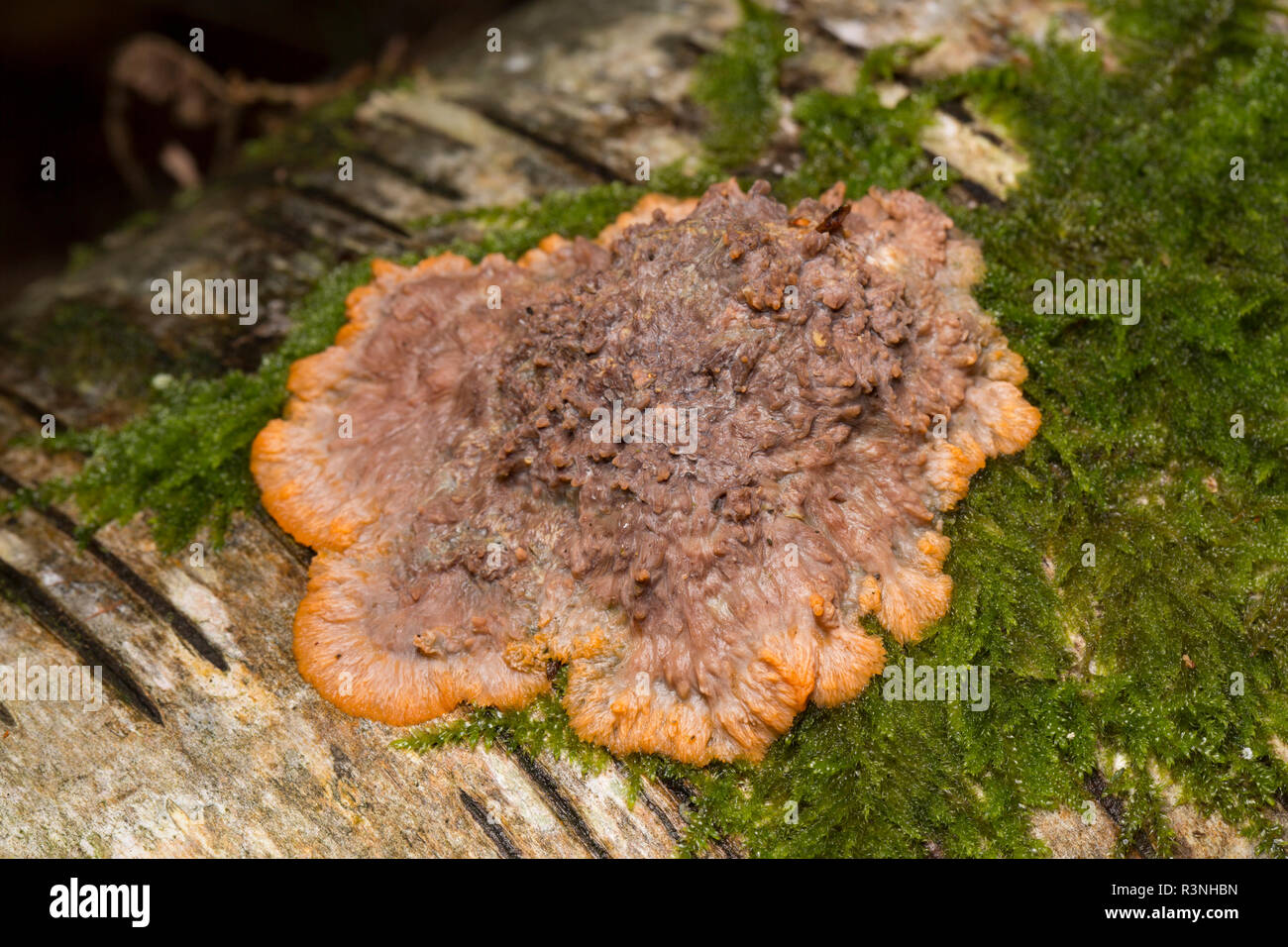 Wrinkled Crust fungi, Phlebia radiata, growing on dead wood in the New ...