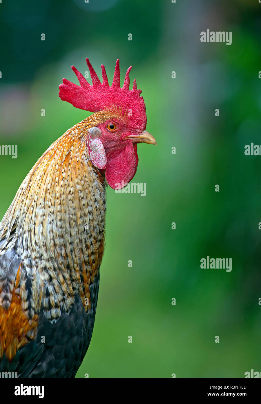 Colourful wild rooster portrait Stock Photo - Alamy