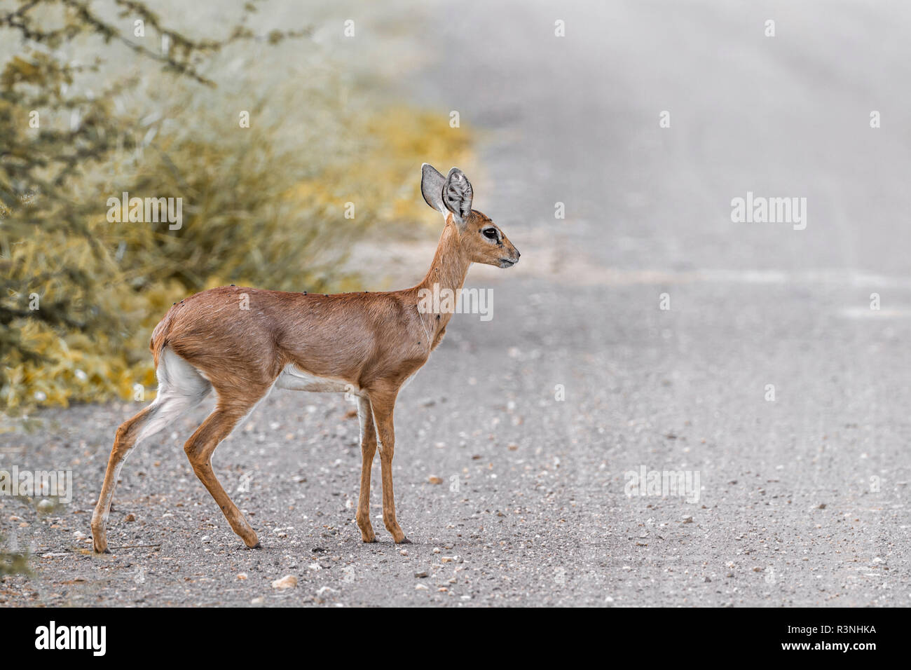 Steenbok (Raphicerus campestris) in Kruger National park, South Africa ...