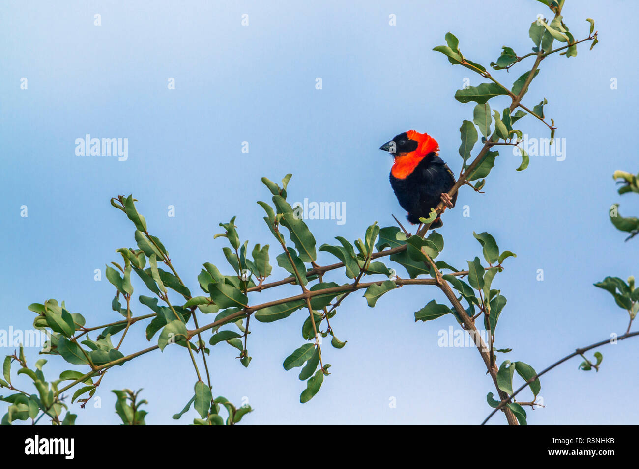 Southern Red Bishop (Euplectes orix) in Mapungubwe National park, South ...