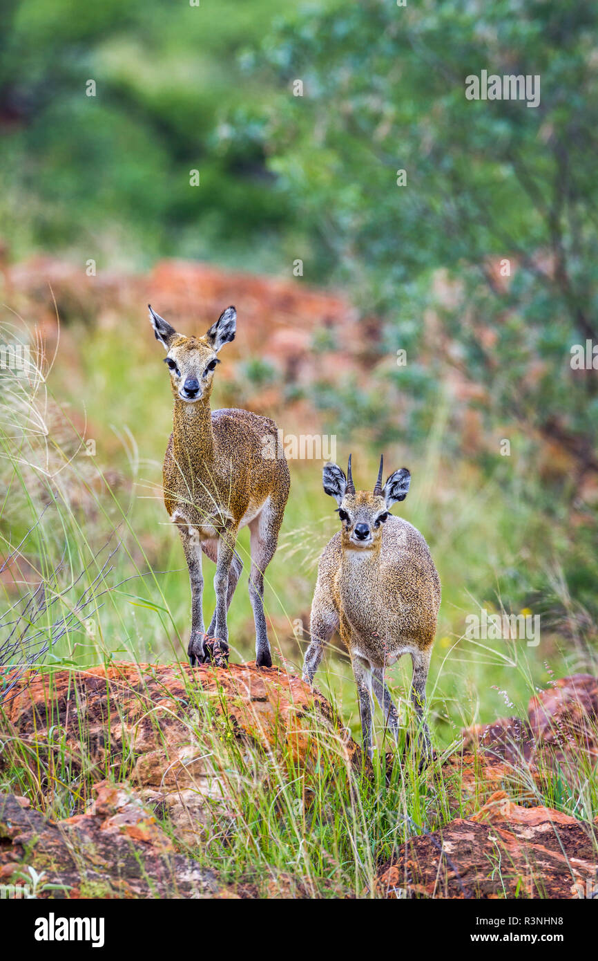 Klipspringer (Oreotragus oreotragus) in Mapungubwe National park, South ...