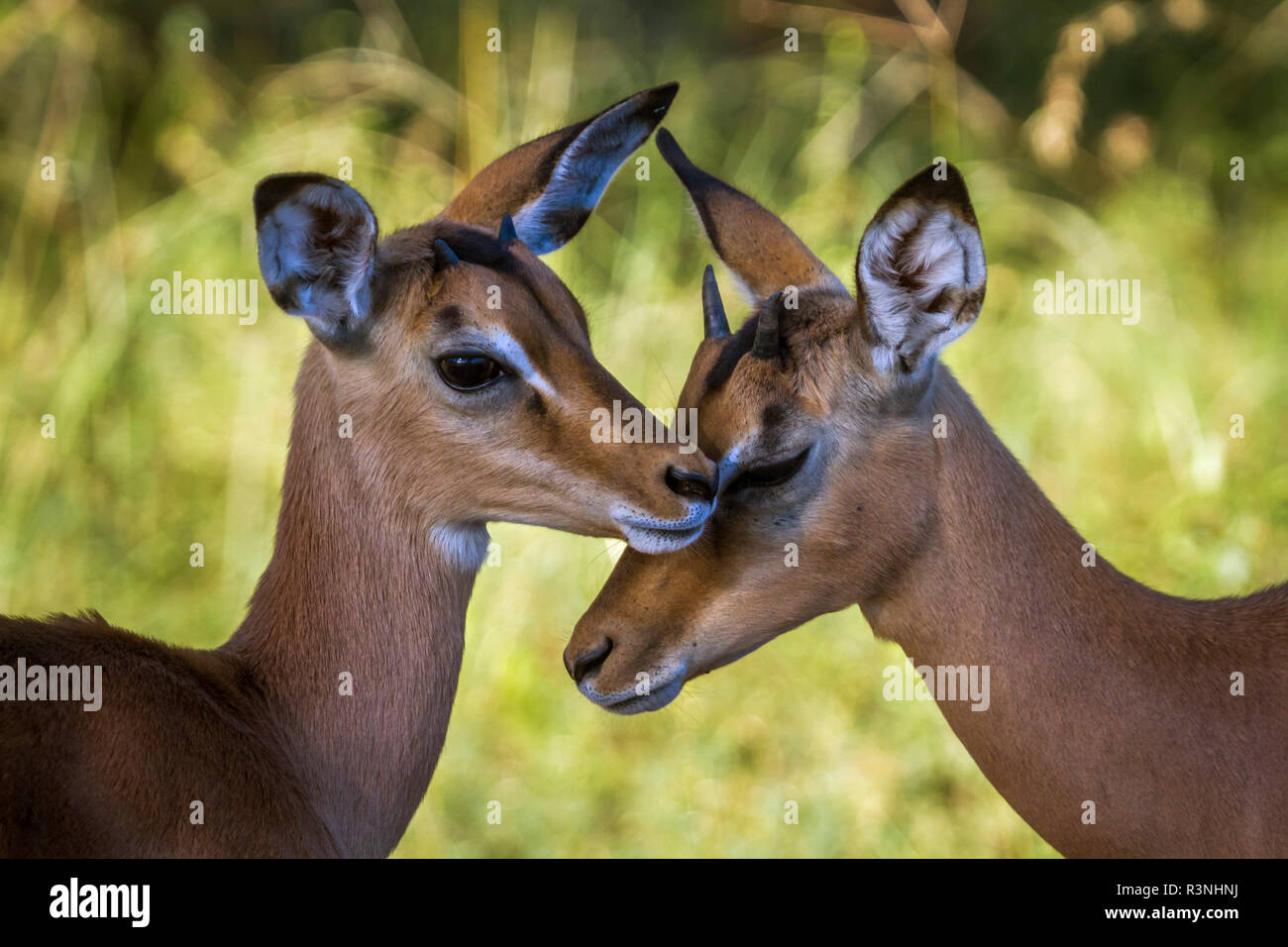 Bovidae family hi-res stock photography and images - Alamy