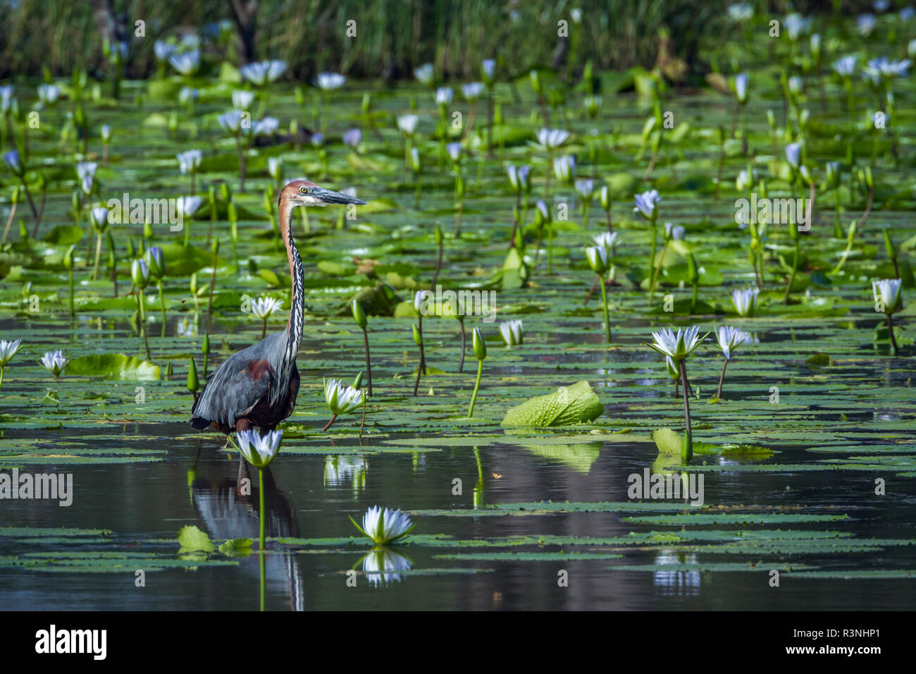 Goliath heron (Ardea goliath) in Mapunbugwe National park, South Africa ...