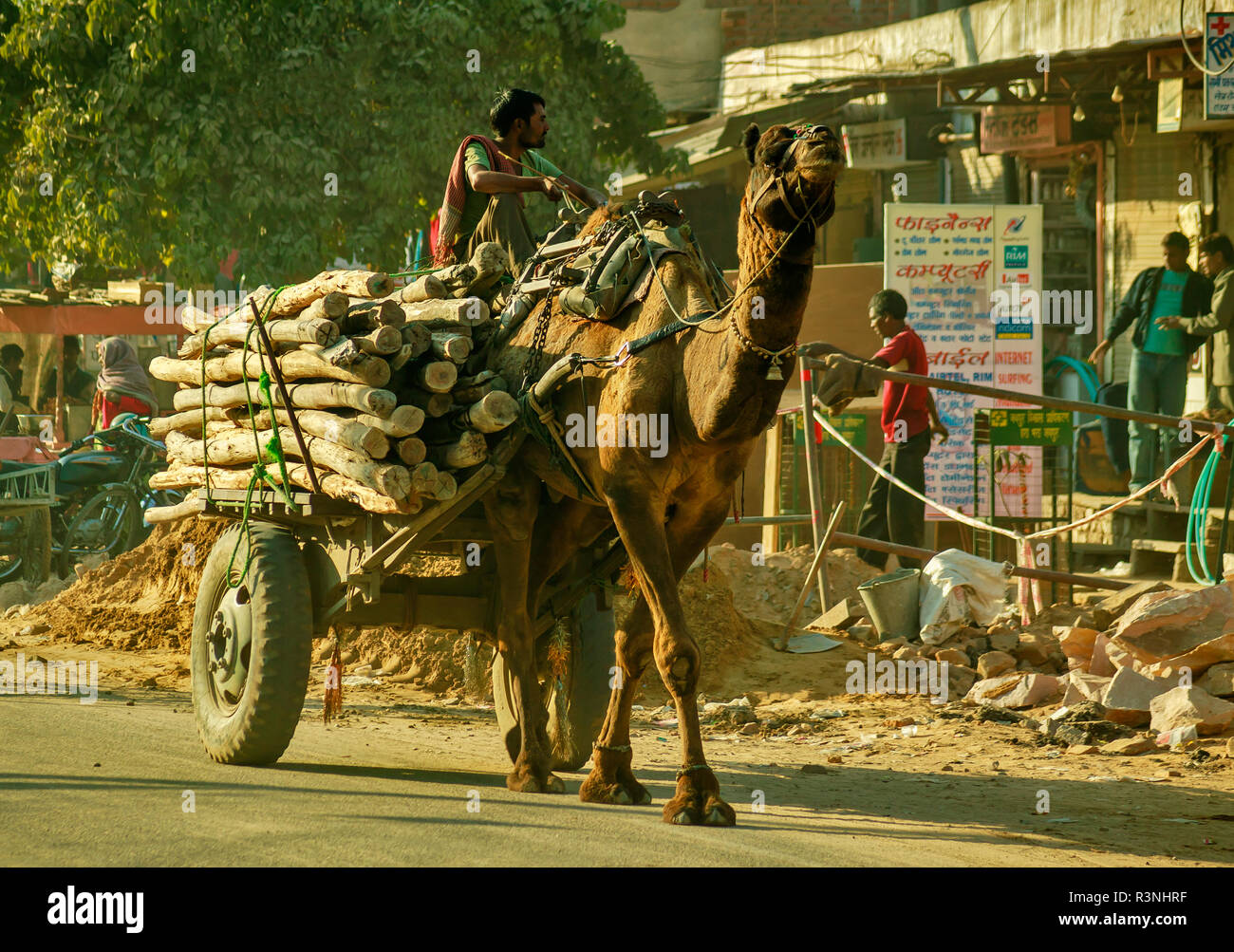 Camel pulling cart hi-res stock photography and images - Alamy