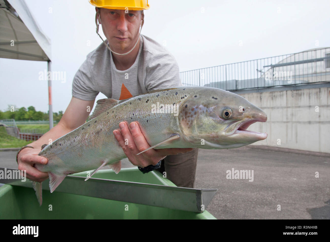 Atlantic salmon (Salmo salar), Wild salmon caught during the return ...