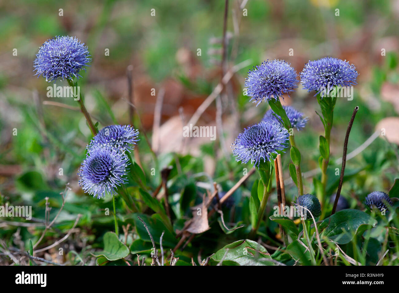 Common globe daisy (Globularia vulgaris), Bollenberg, Haut-Rhin, France ...