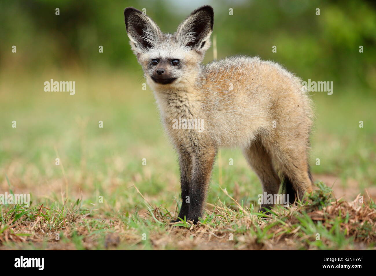 Young bat eared fox (Otocyon megalotis), Masai Mara, Kenya Stock Photo ...