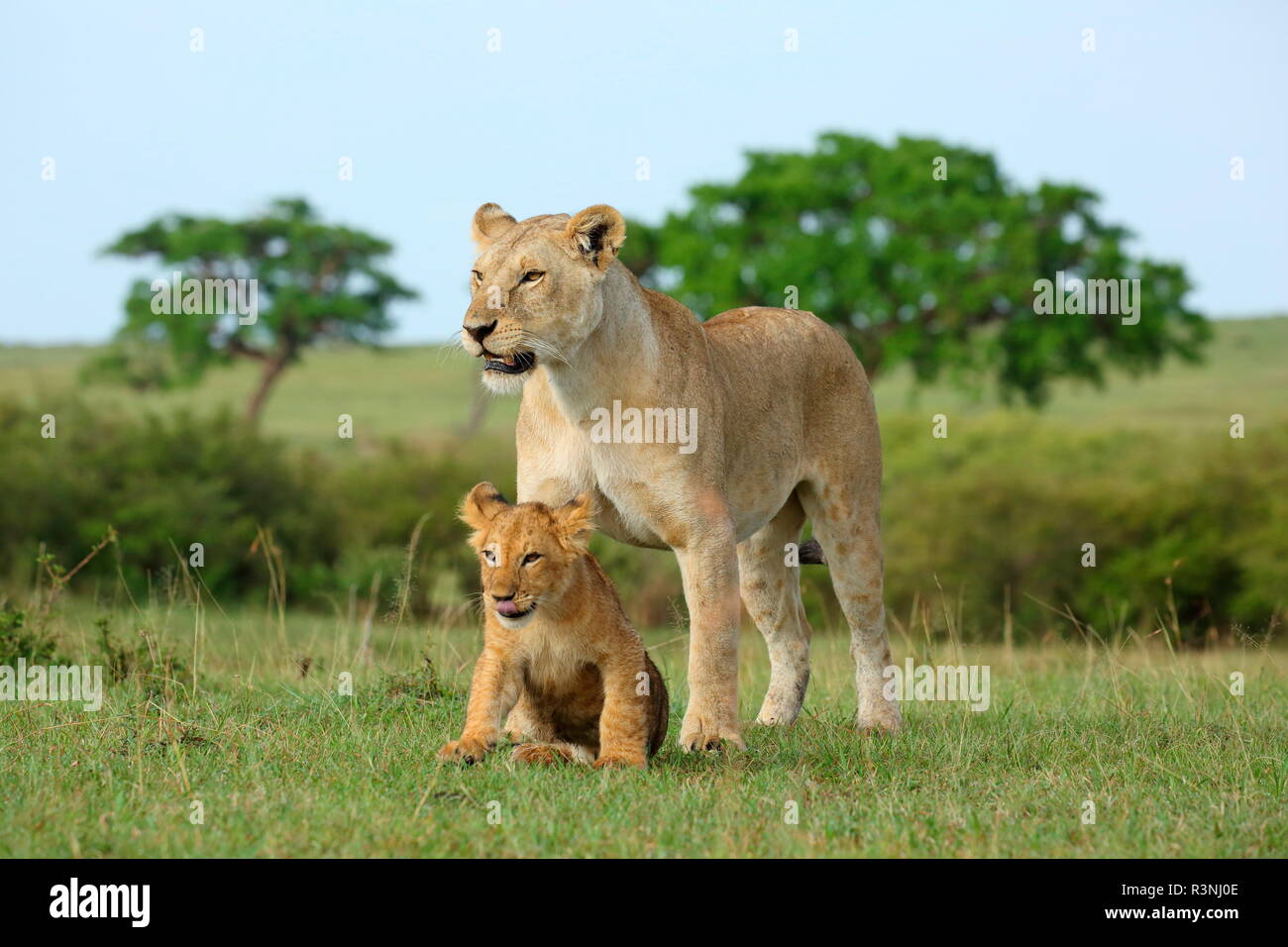 Lion (Panthera leo) Lioness and lion cub playing, Masai Mara, Kenya Stock Photo - Alamy
