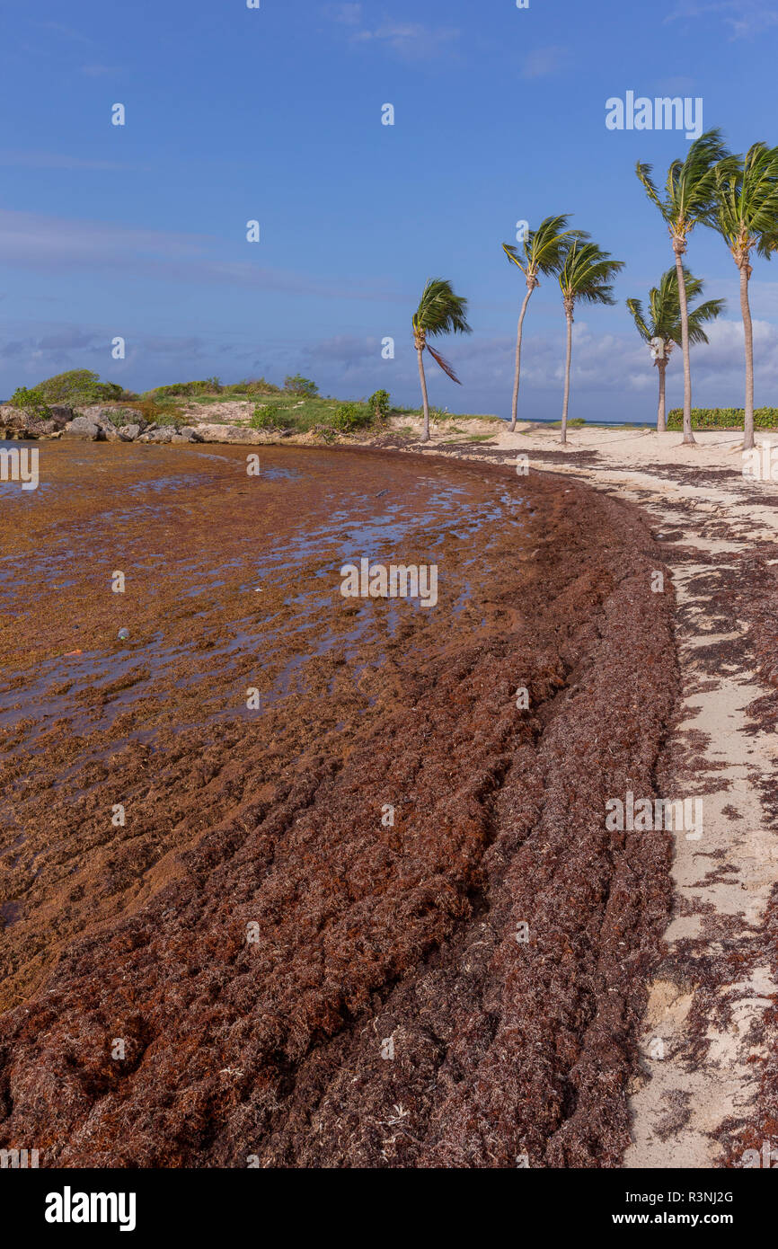 Beaches invaded by Sargassum algae, a strong smell of hydrogen sulphide ...