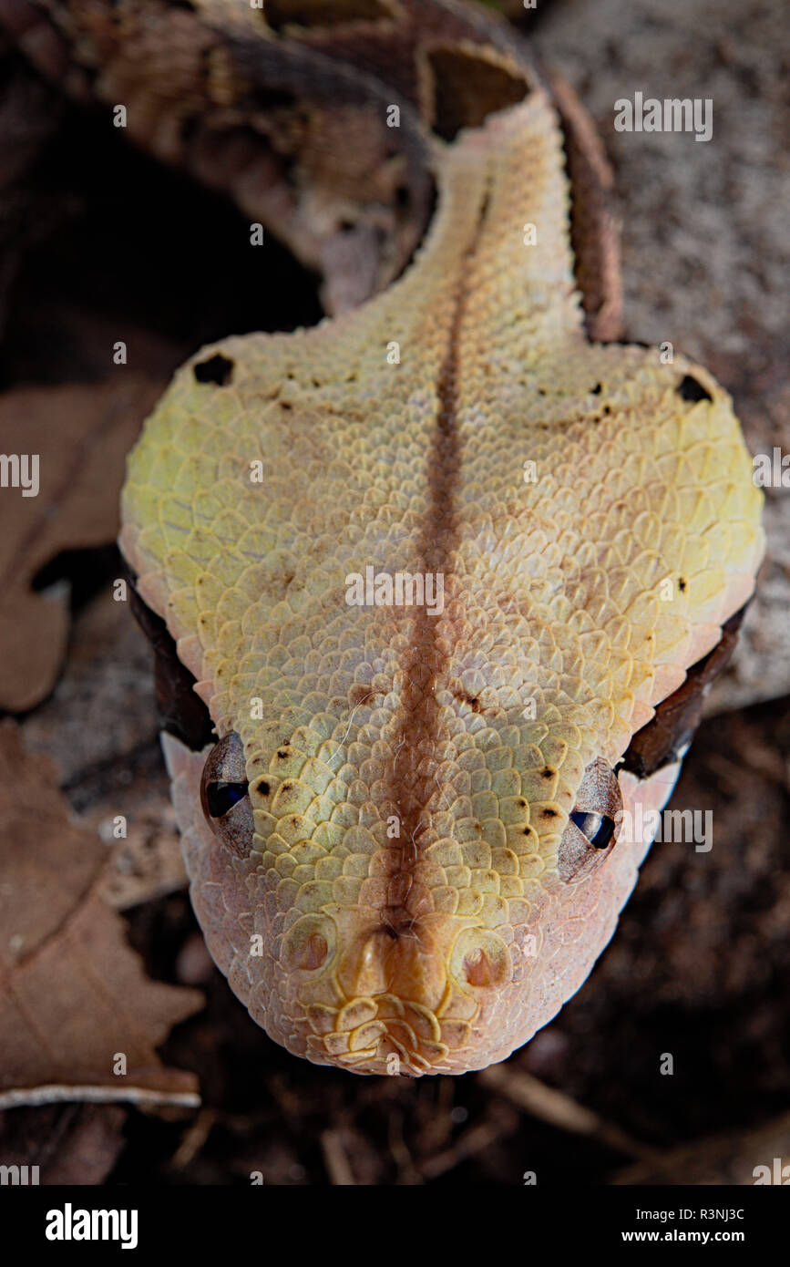 Portrait of West African Gaboon Adder (Bitis rhinoceros) Juvenile Stock ...