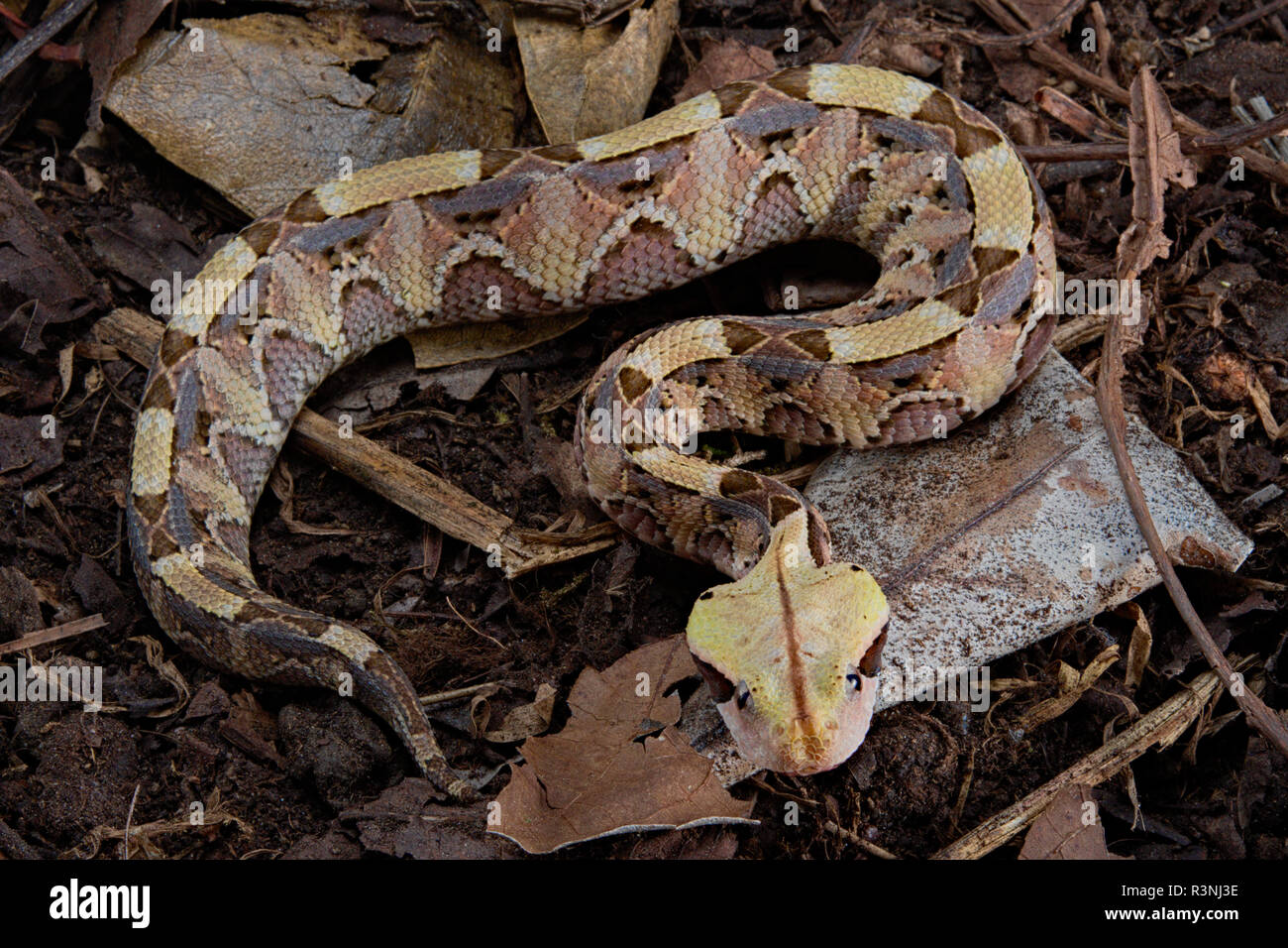 West African Gaboon Adder (Bitis rhinoceros) Juvenile Stock Photo - Alamy