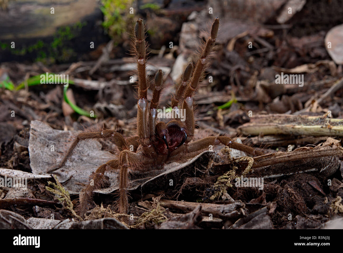Burgundy goliath bird eater (Theraphosa stirmi Stock Photo - Alamy