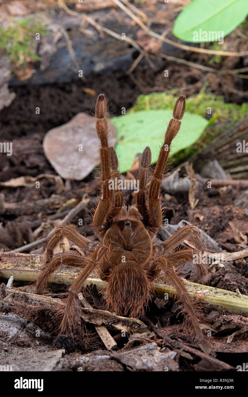 Goliath Birdeater Tarantula Theraphosa Stirmi High Resolution Stock ...