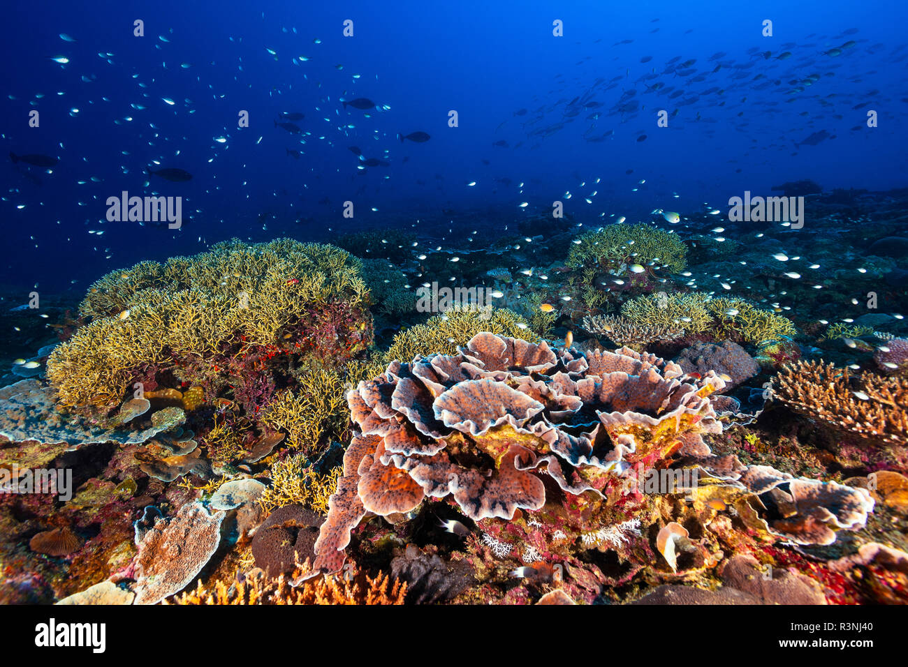 Healthy coral reef, Mayotte Stock Photo - Alamy
