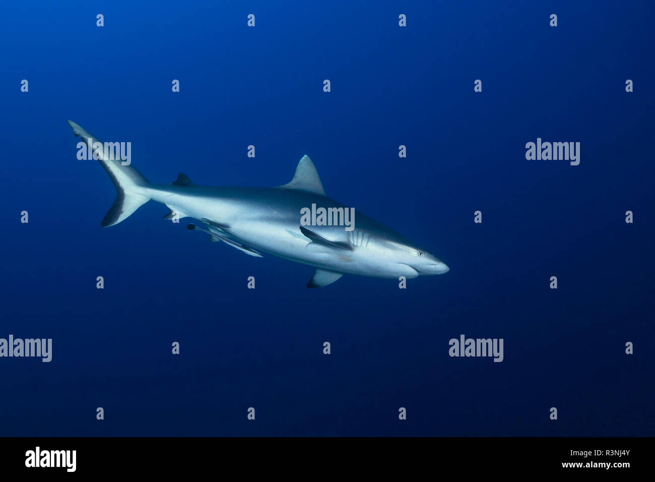 Carcharhiniformes hi-res stock photography and images - Alamy