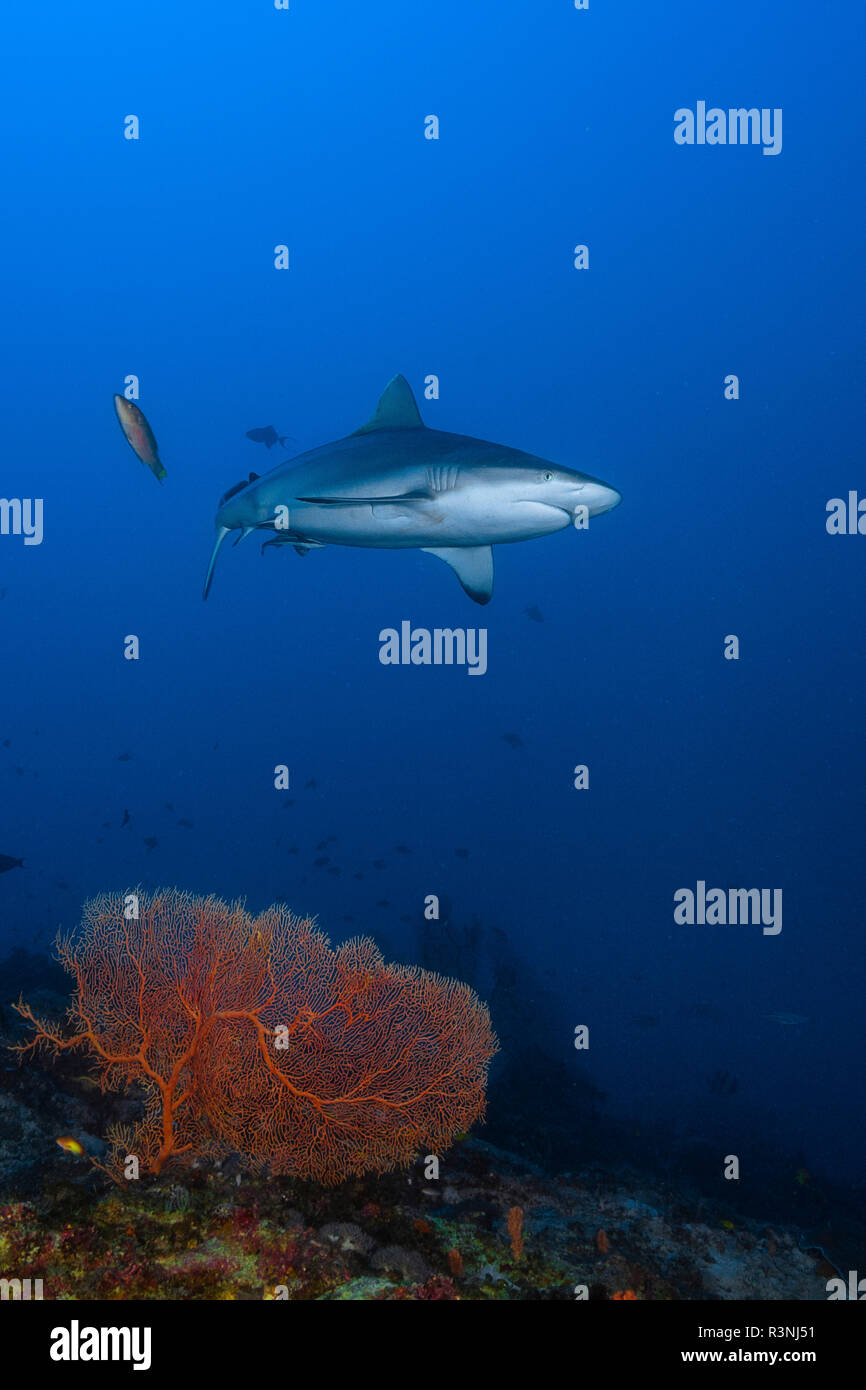 Carcharhiniformes hi-res stock photography and images - Alamy