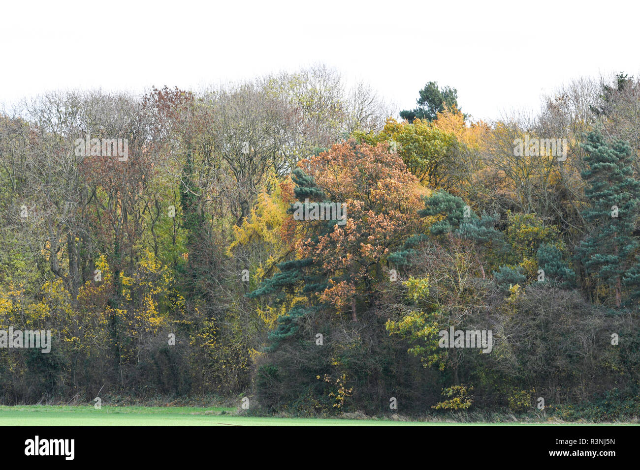 trees in autumn colour in leicestershire Stock Photo - Alamy