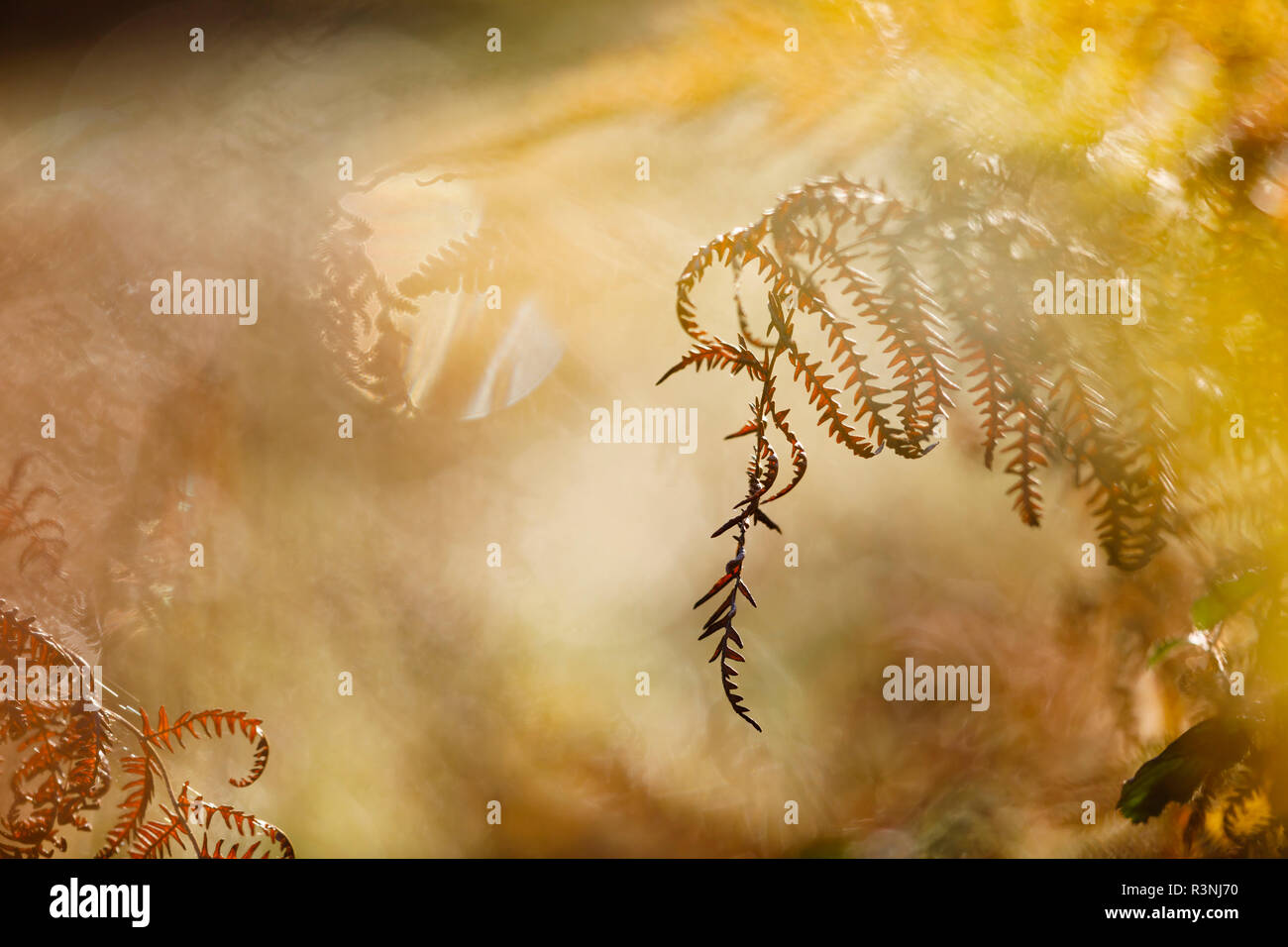 Bracken fern (Pteridium aquilinum) in autumn, Alsace, France Stock ...