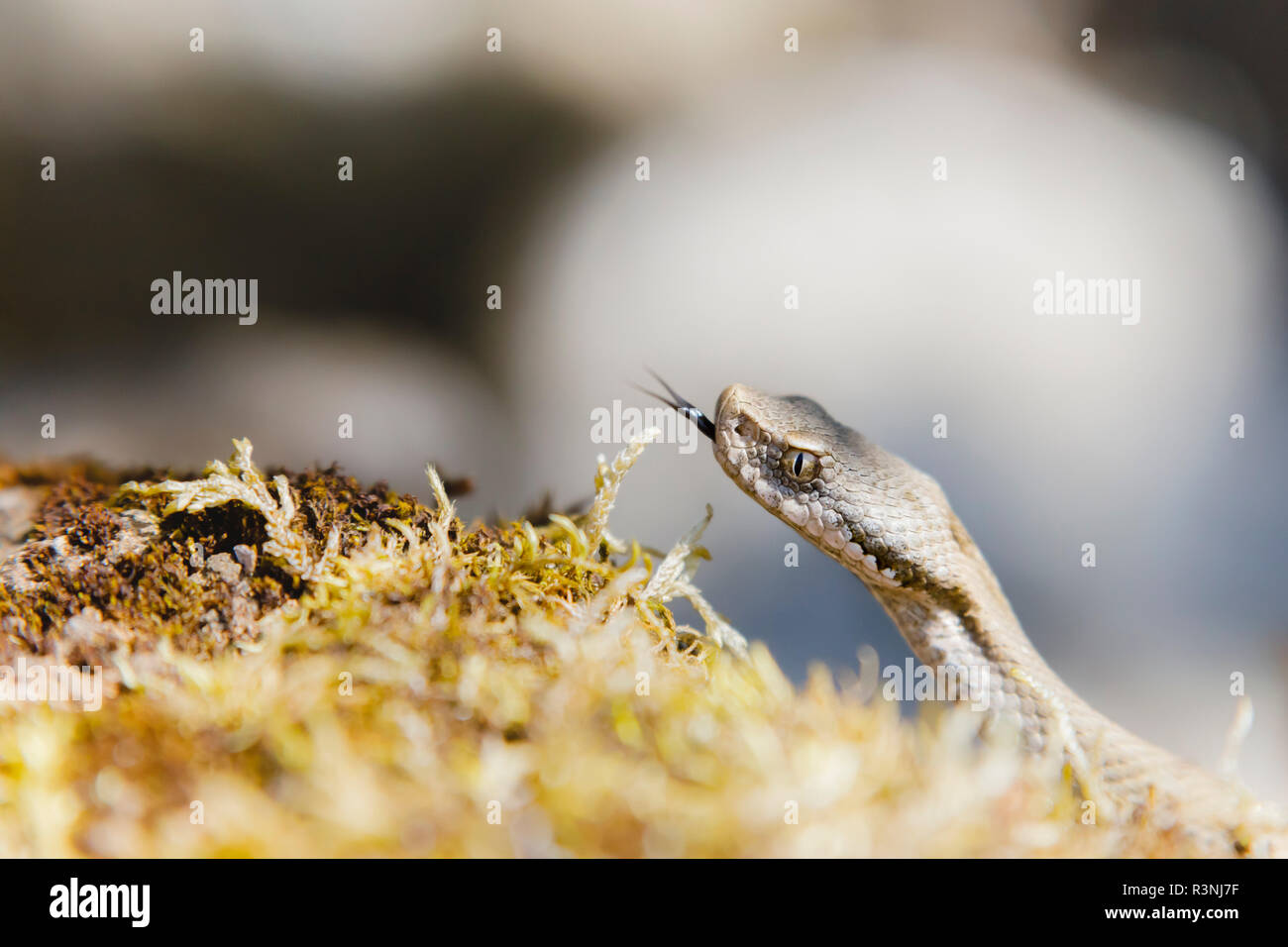 European Asp (Vipera aspis) tongue-flicking, Bollenberg, Alsace, France ...