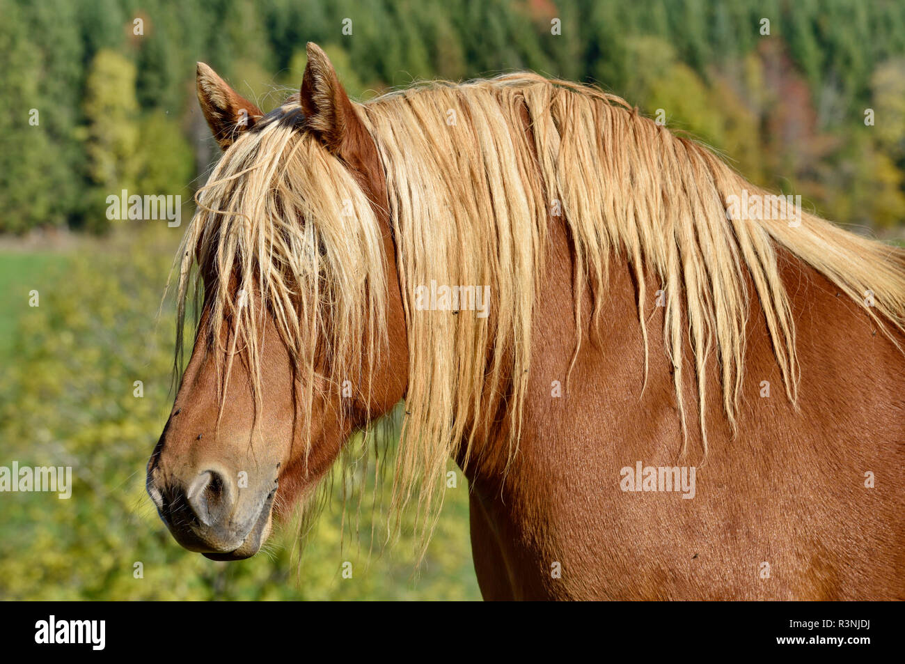 Comtois horse grazing in the Haut-Doubs, France Stock Photo - Alamy