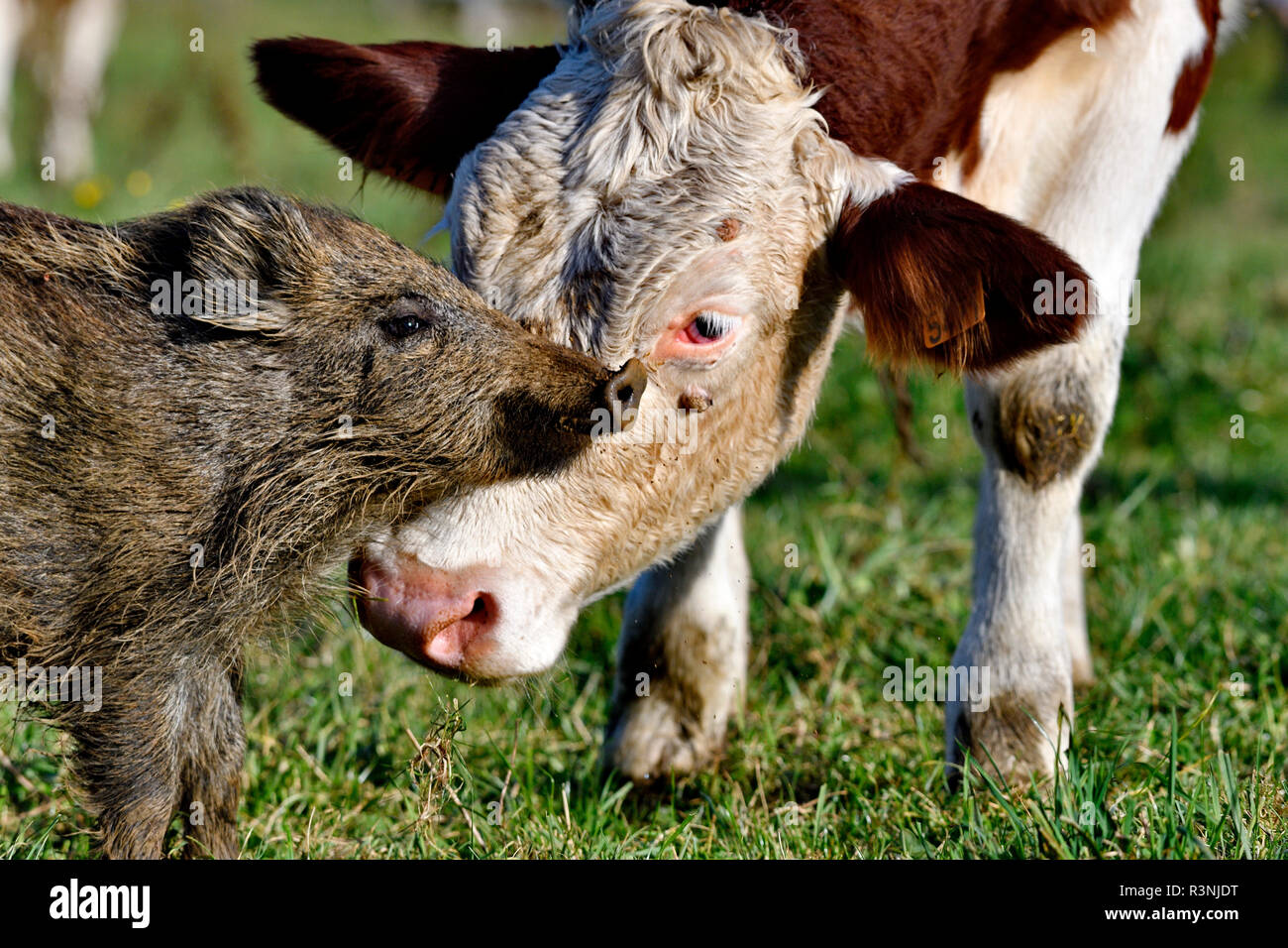 Montbeliard cow hi-res stock photography and images - Alamy
