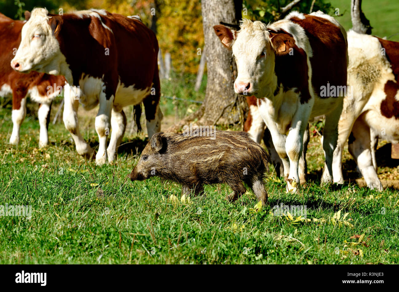 Eurasian wild boar (Sus scrofa) young boar adopted by a herd of ...