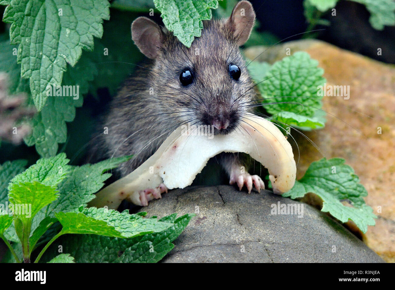 Long-tailed field mouse (Apodemus sylvaticus) coming to capture a piece ...