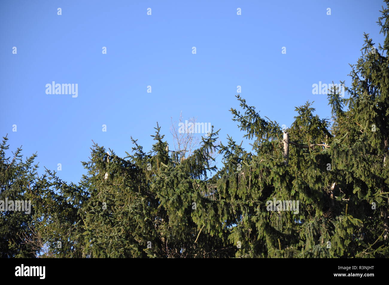 forest storm damage Stock Photo - Alamy