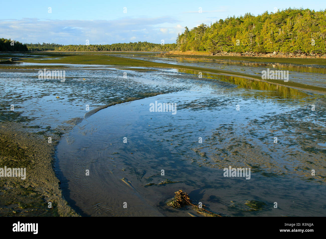 Tidal estuary, Great Bear Rainforest, British Columbia, Canada Stock ...