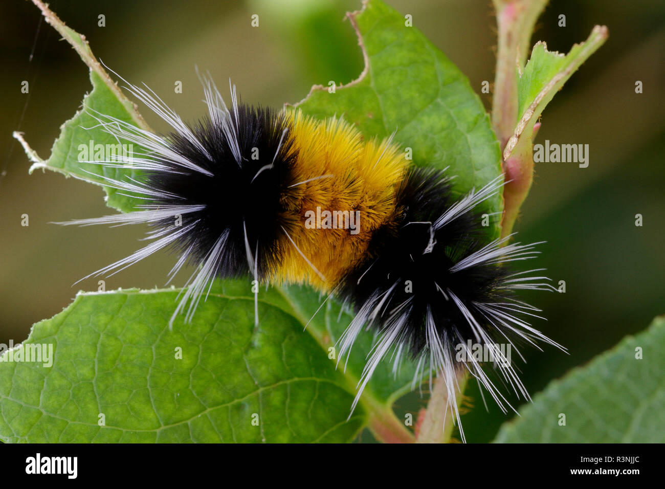 Mottled tiger caterpillar hi-res stock photography and images - Alamy