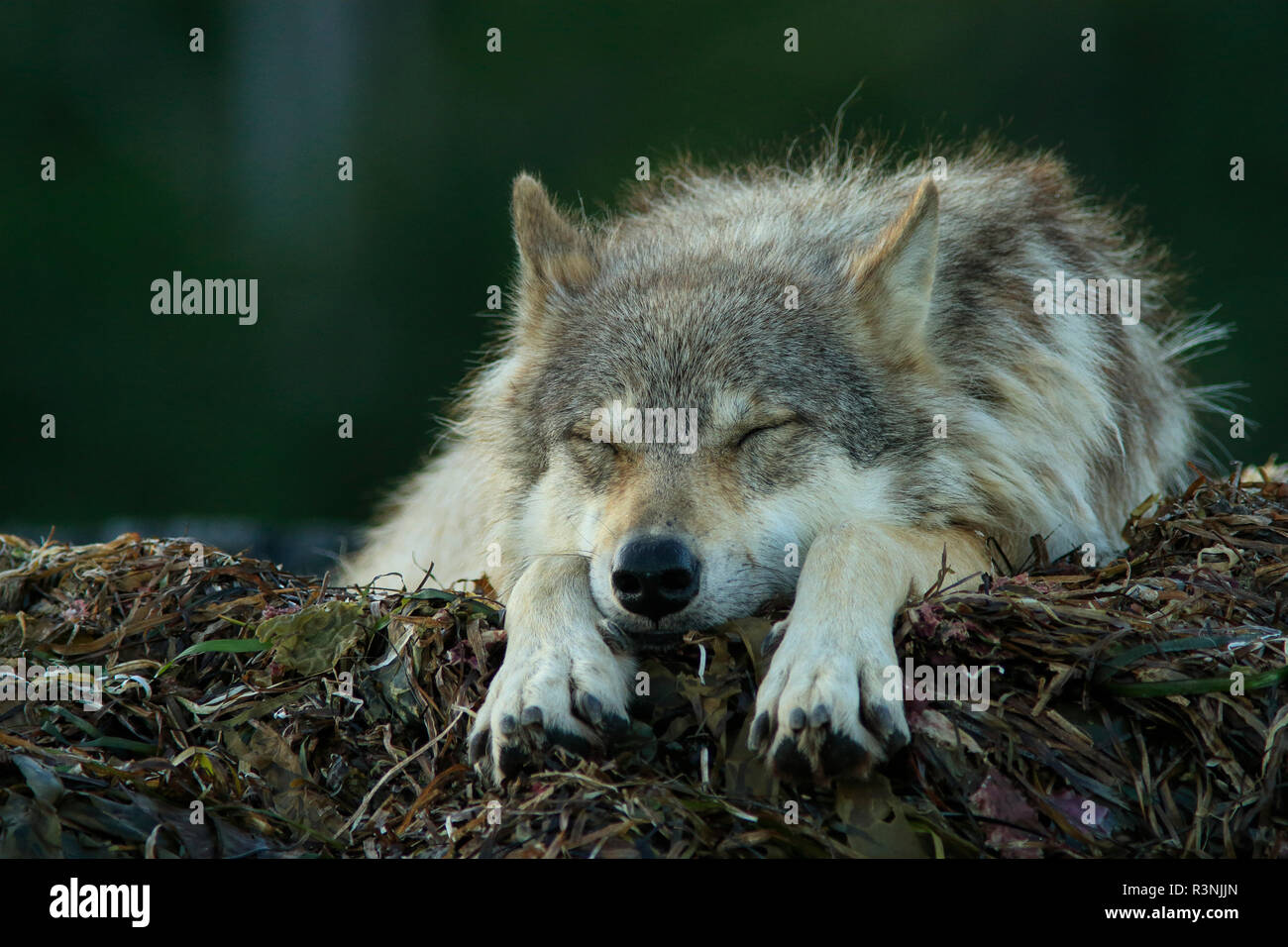 Wolf british columbia rainforest hi-res stock photography and images ...