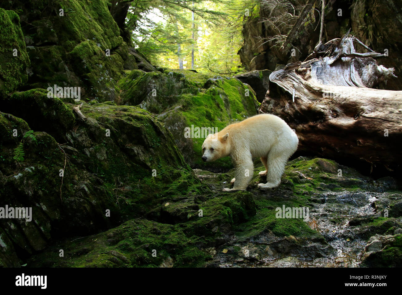 Kermode bear hi-res stock photography and images - Alamy