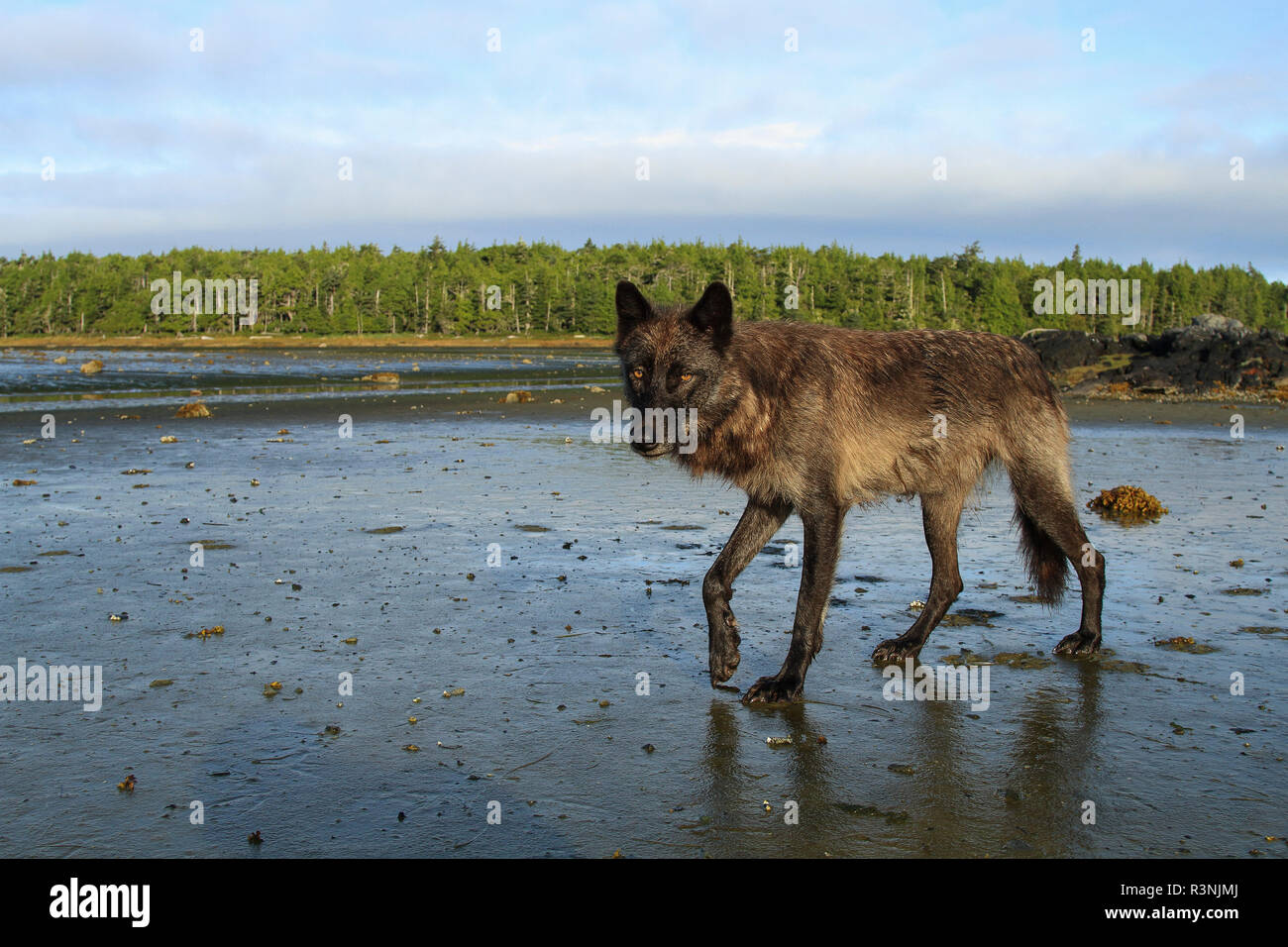 Wolf british columbia rainforest hi-res stock photography and images ...